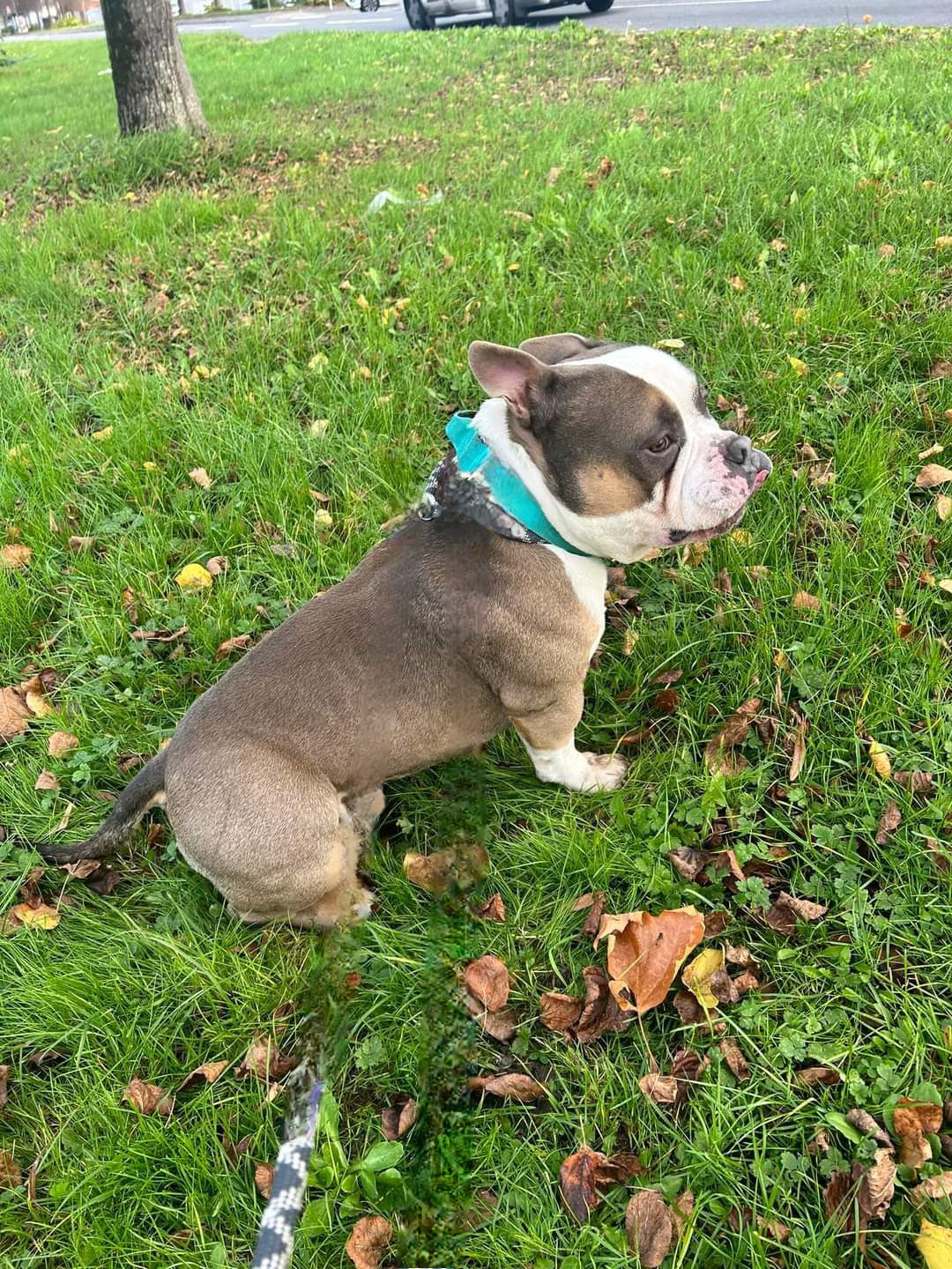 Wellington – Cardiff Dogs Home