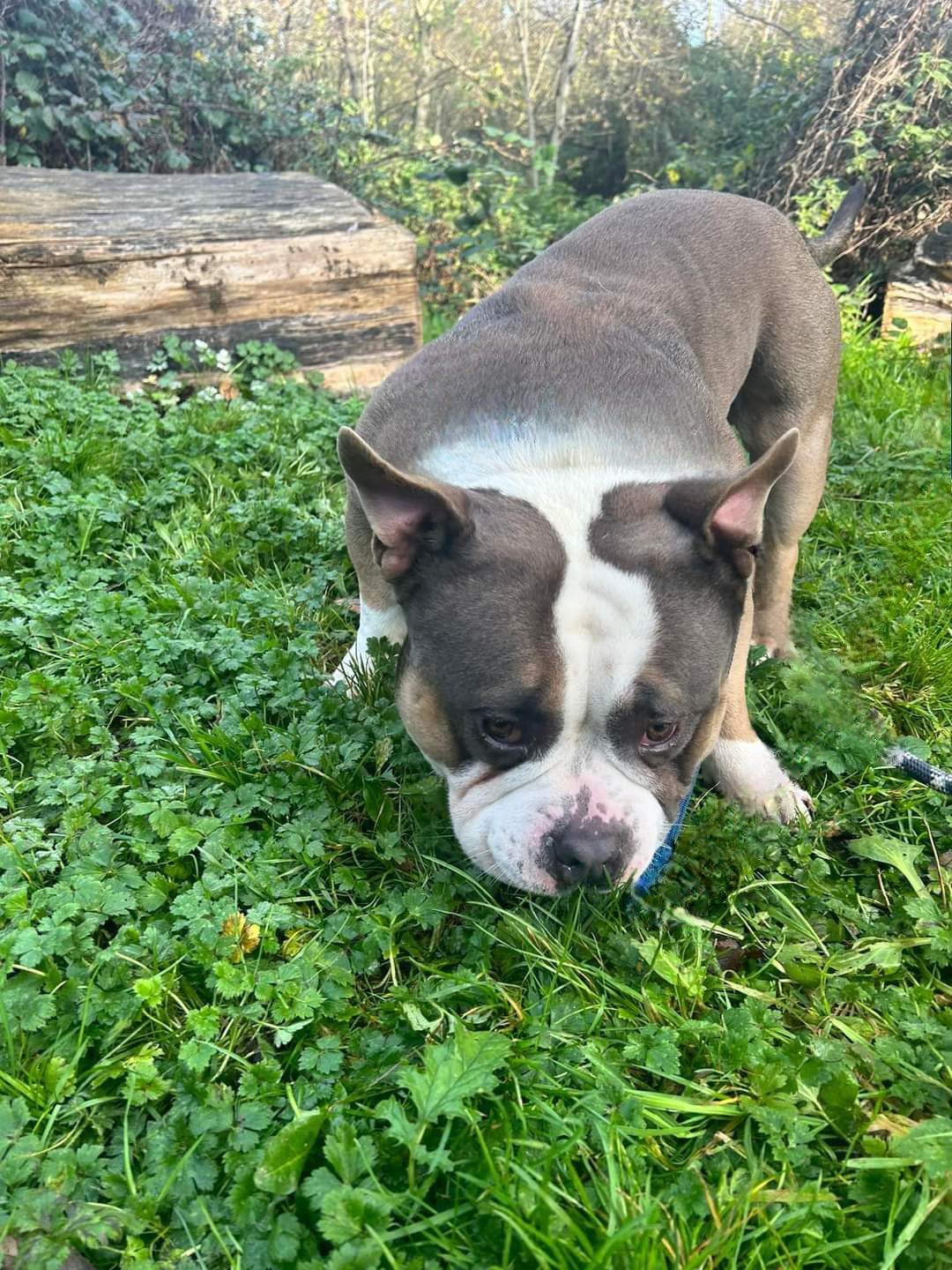 Wellington – Cardiff Dogs Home