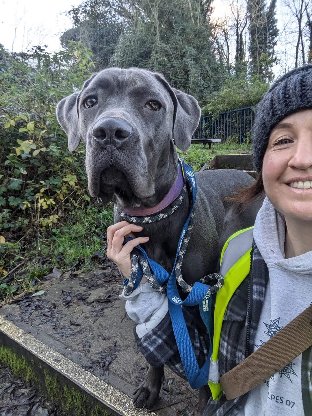 Bambi – Cardiff Dogs Home