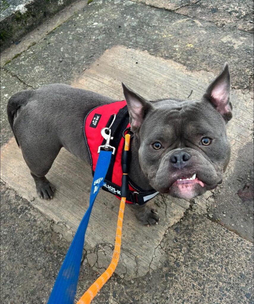 Cardiff Dogs Home – Rehome a dog