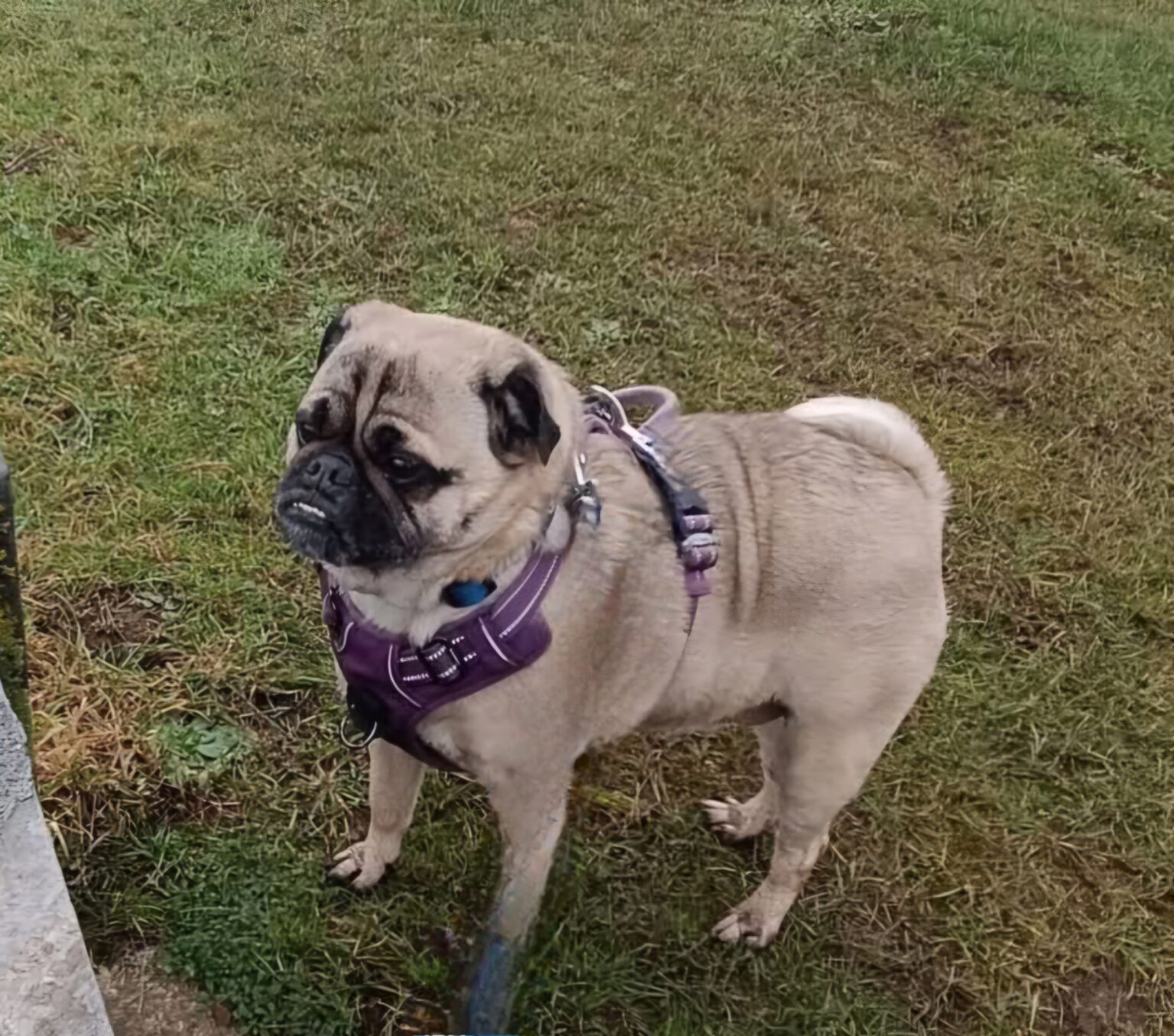 Dogs available for rehoming – Cardiff Dogs Home