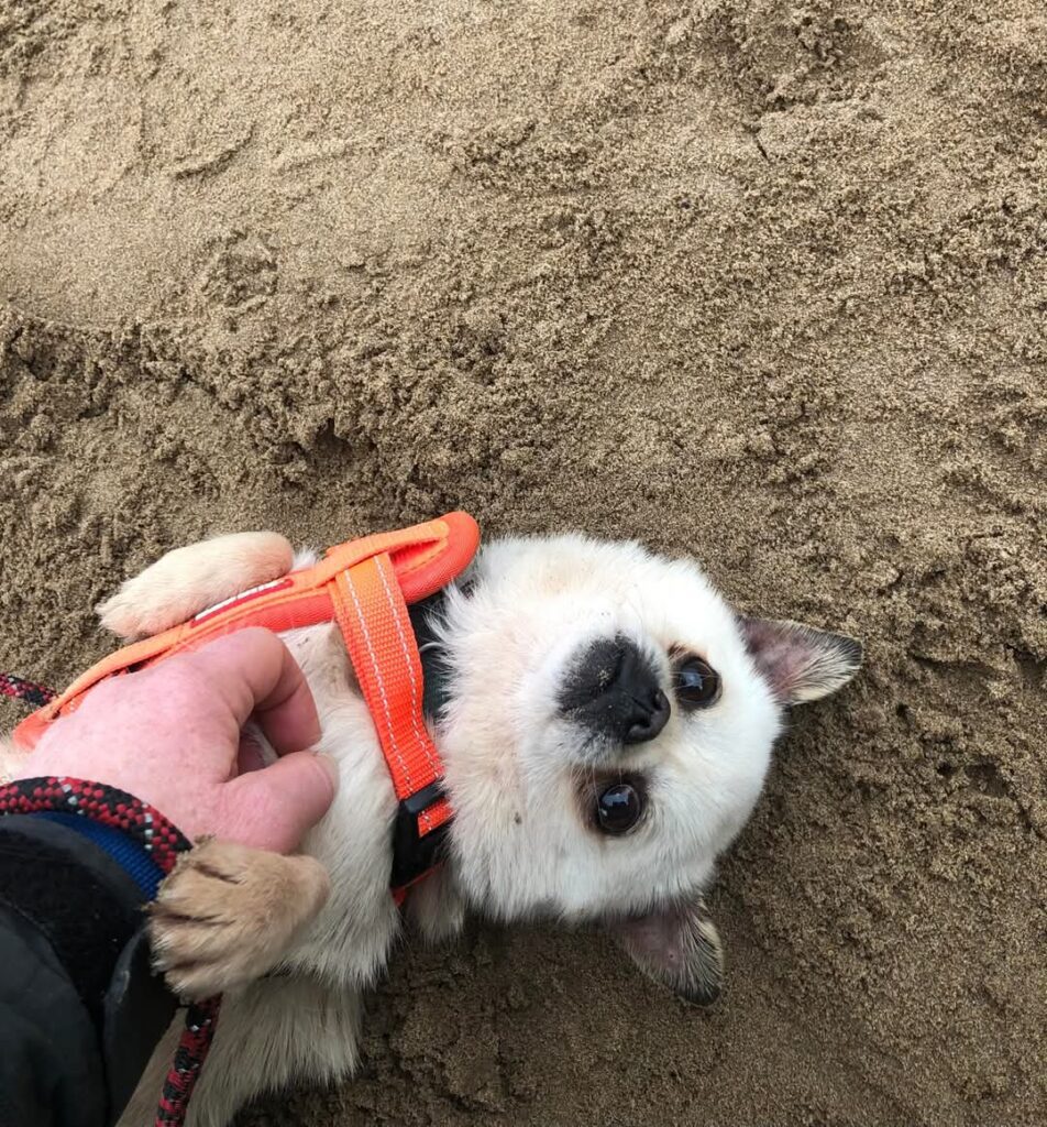 Turnip – Cardiff Dogs Home