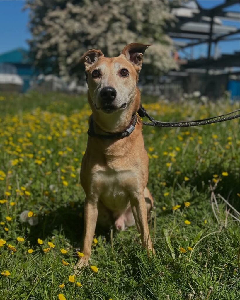 Prince – Cardiff Dogs Home