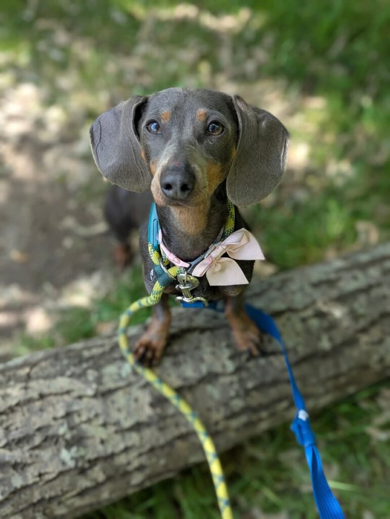 Misty – Cardiff Dogs Home