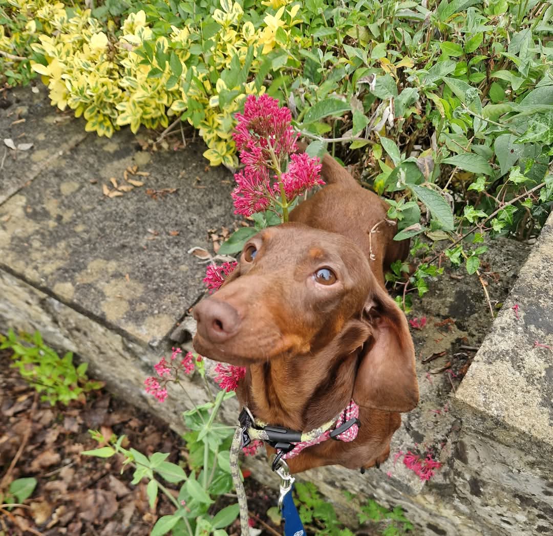 Rita – Cardiff Dogs Home