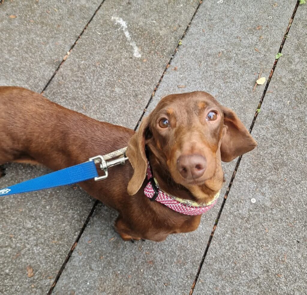 Rita – Cardiff Dogs Home