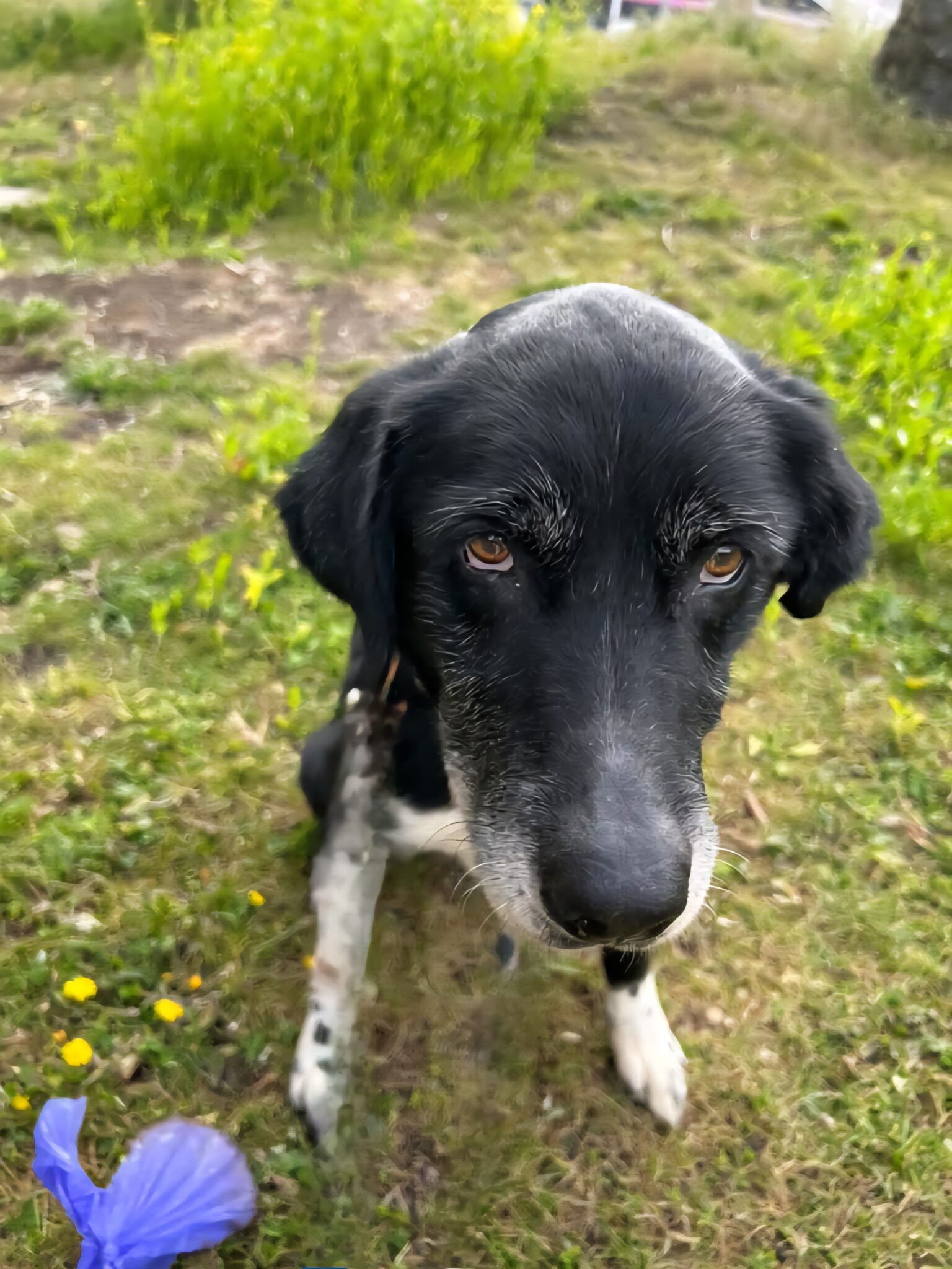 Dogs available for rehoming – Cardiff Dogs Home