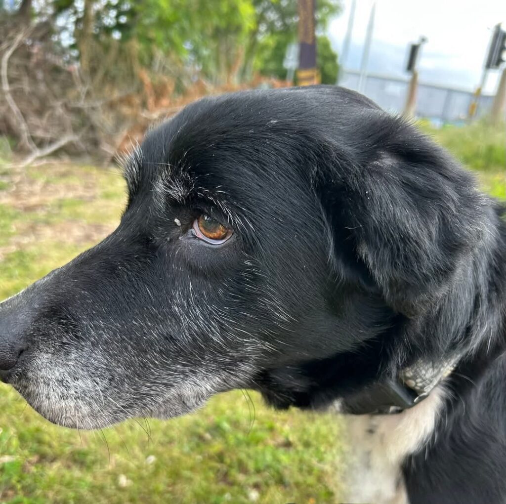 Dolly – Cardiff Dogs Home