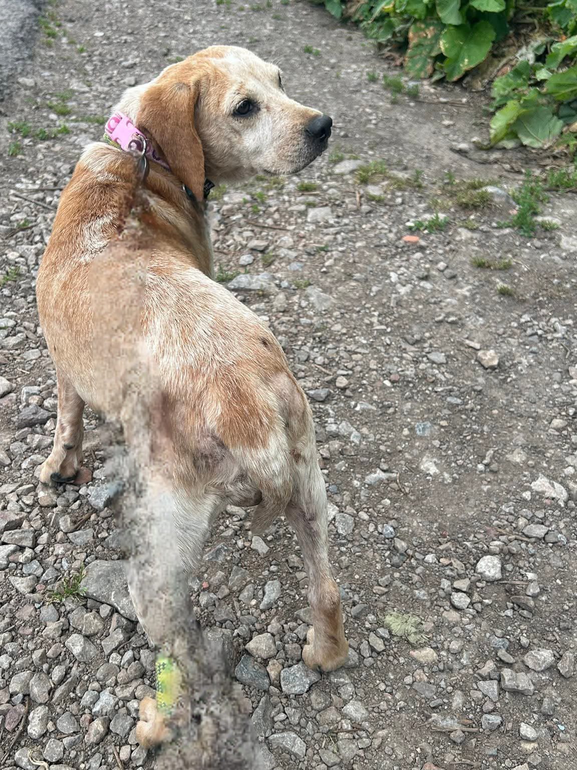 Poppy – Cardiff Dogs Home