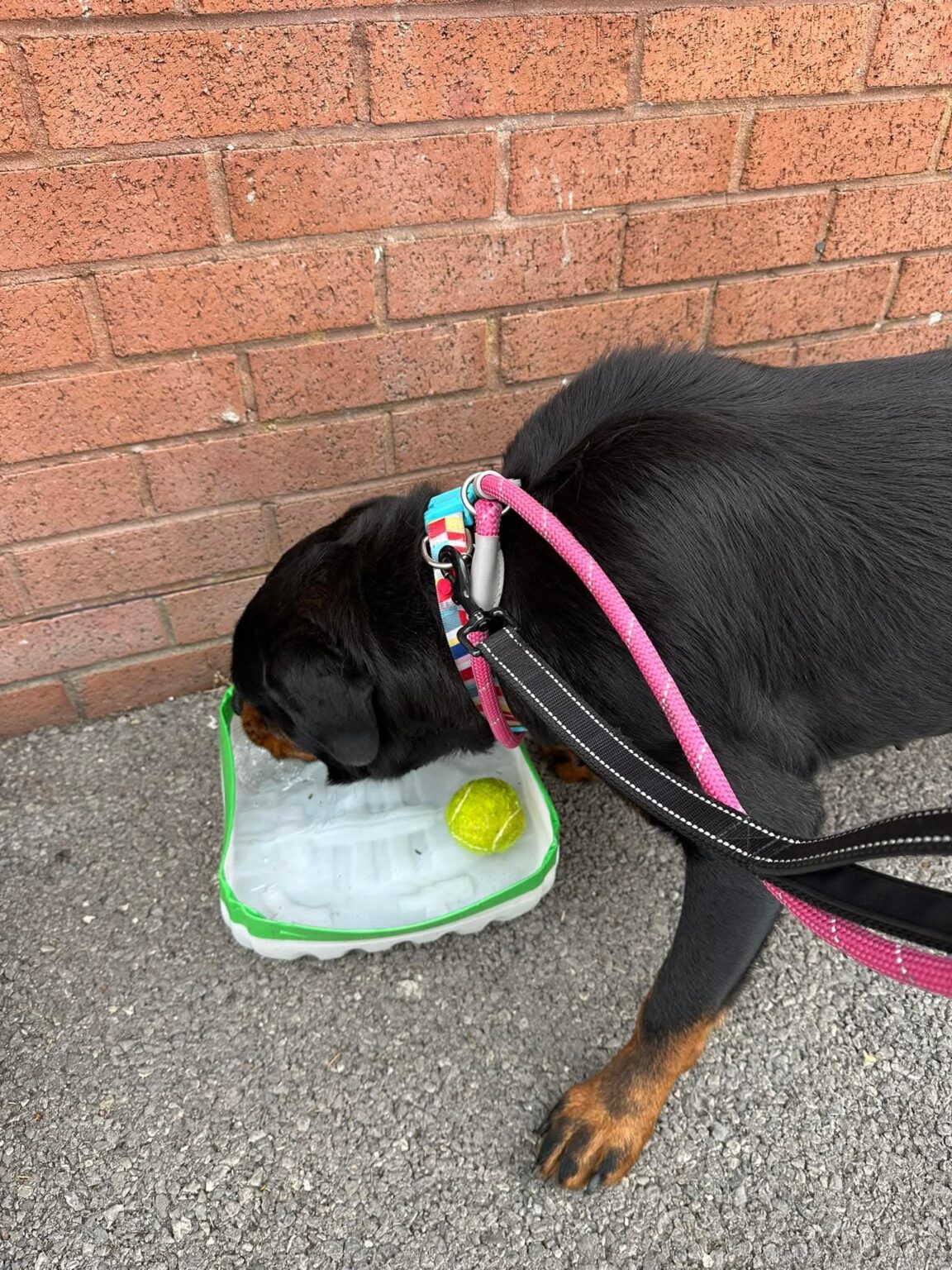 Zola – Cardiff Dogs Home