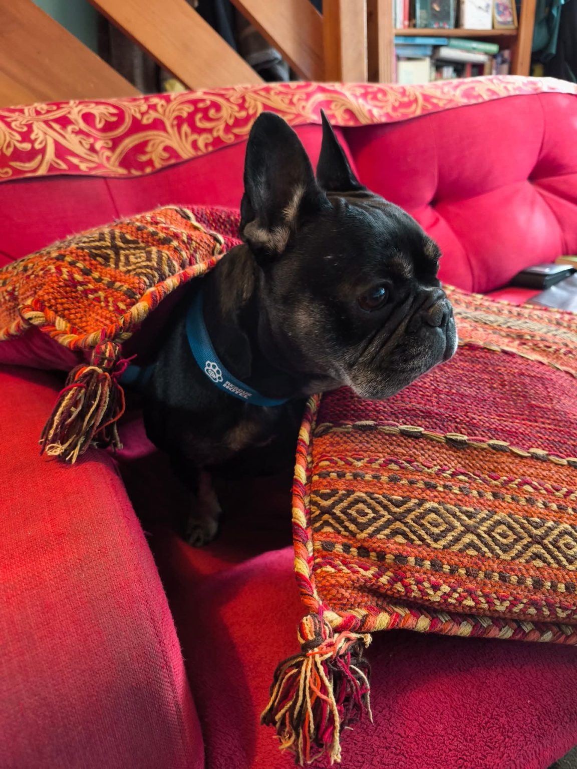 Ariel – Cardiff Dogs Home