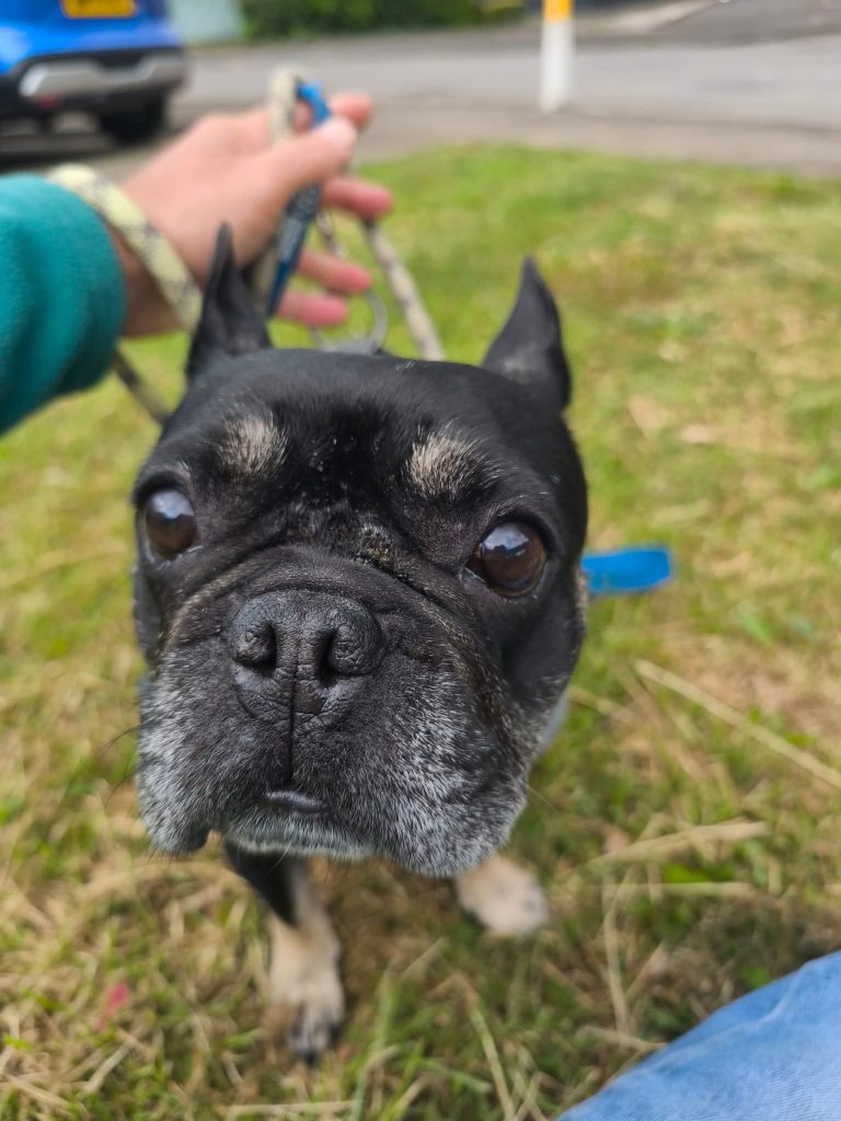 Ariel – Cardiff Dogs Home