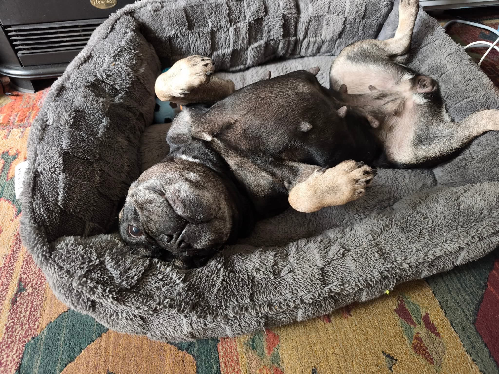 Ariel – Cardiff Dogs Home