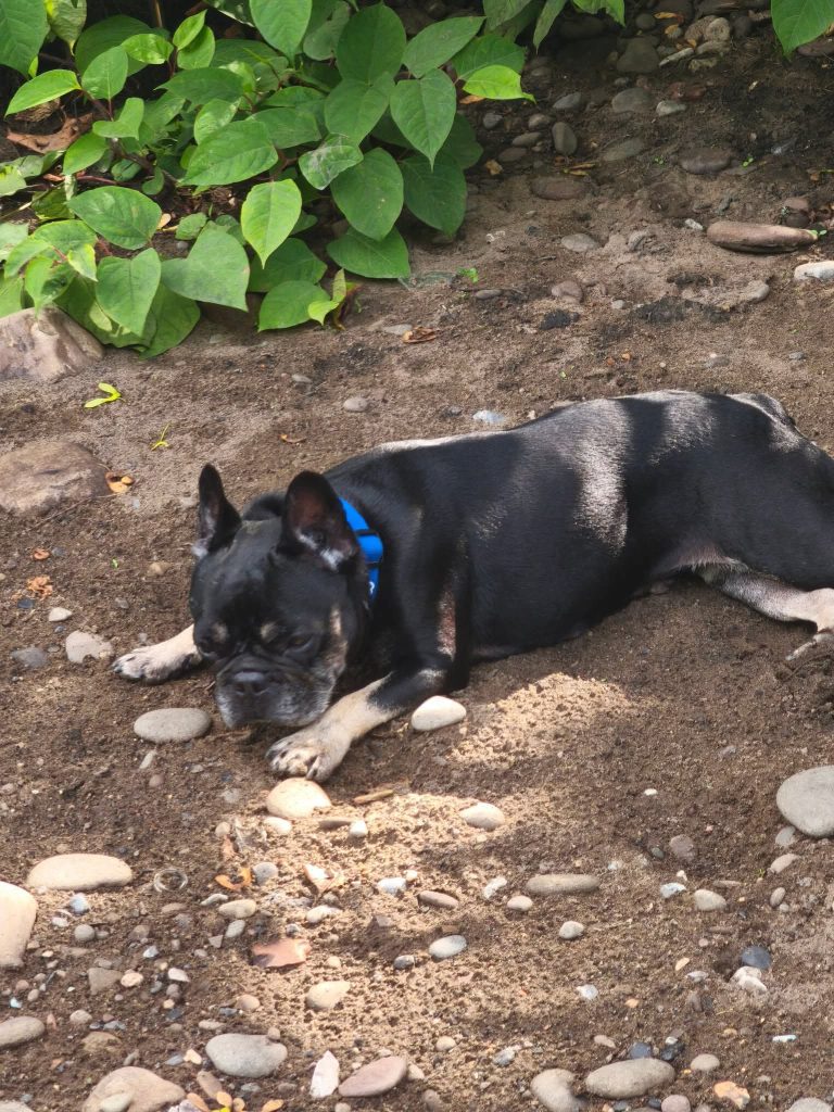 Ariel – Cardiff Dogs Home