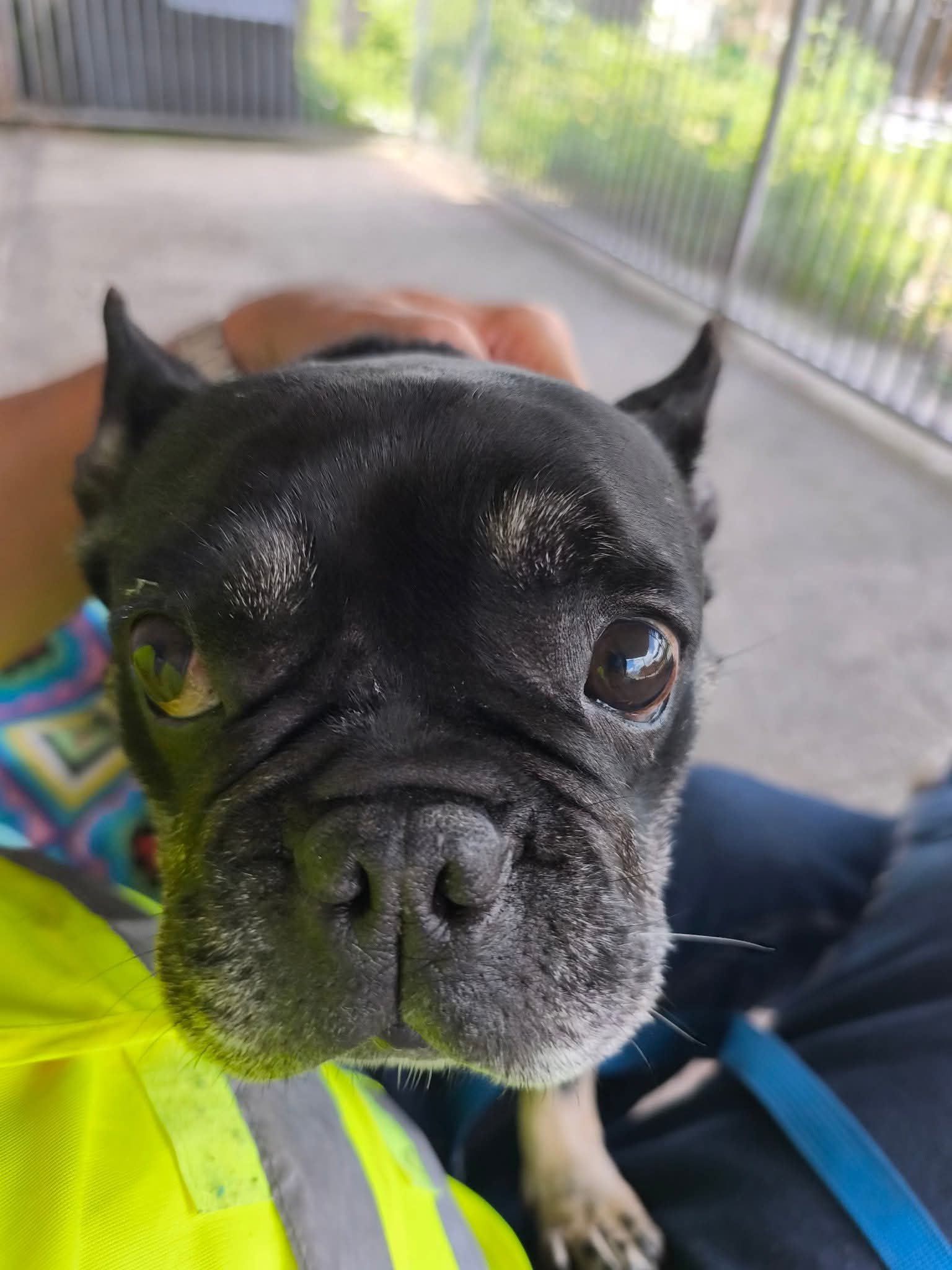 Ariel – Cardiff Dogs Home