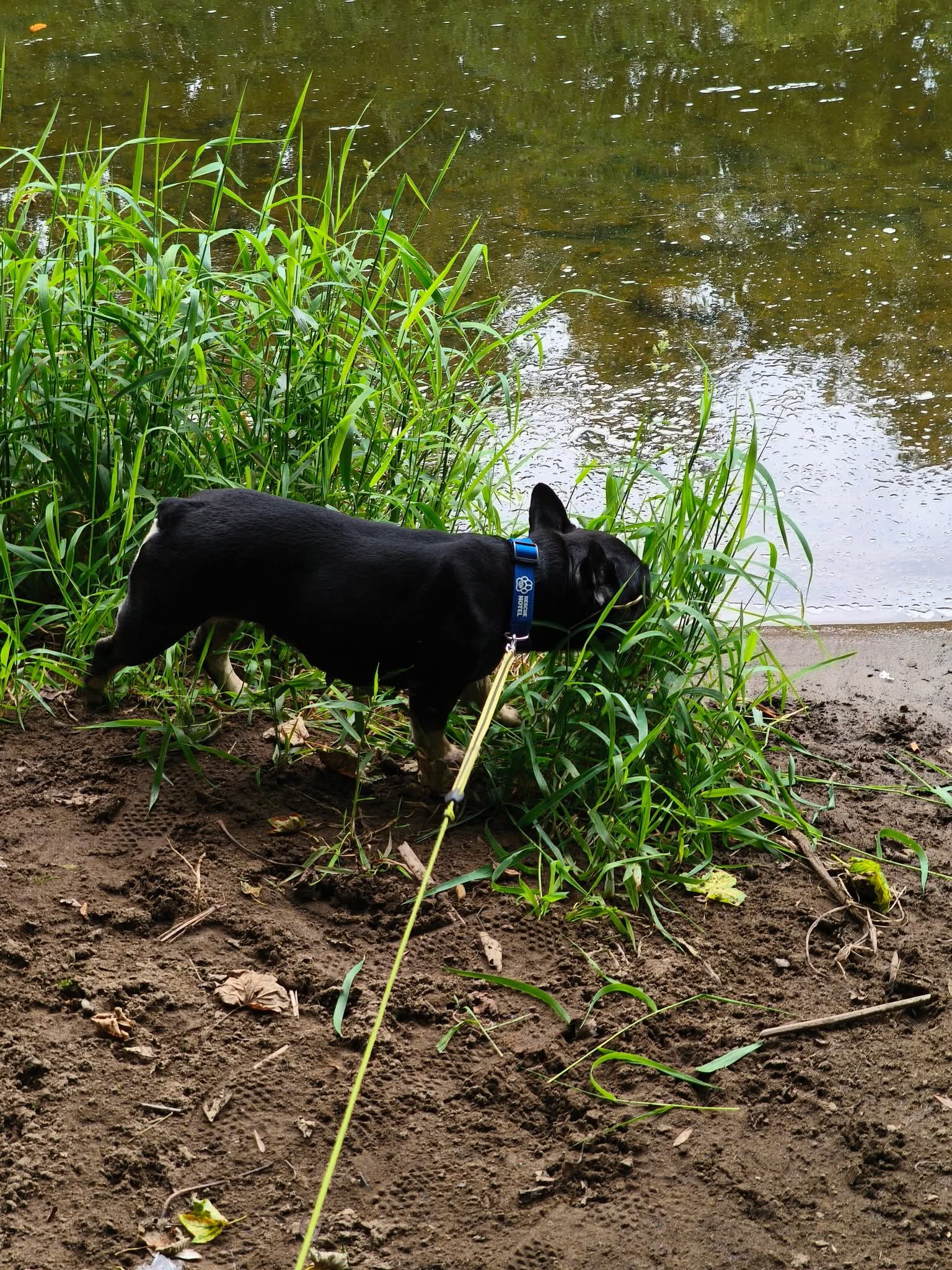 Ariel – Cardiff Dogs Home