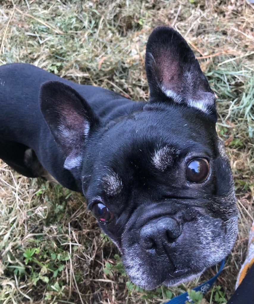 Ariel – Cardiff Dogs Home