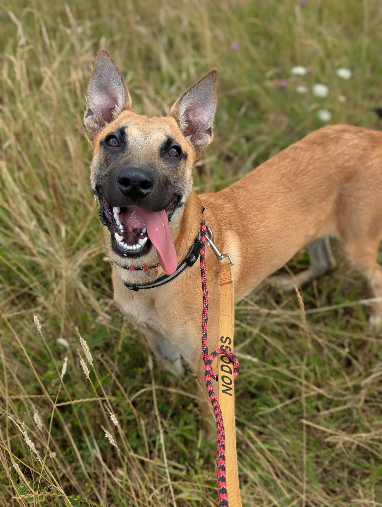 Sheeba – Cardiff Dogs Home