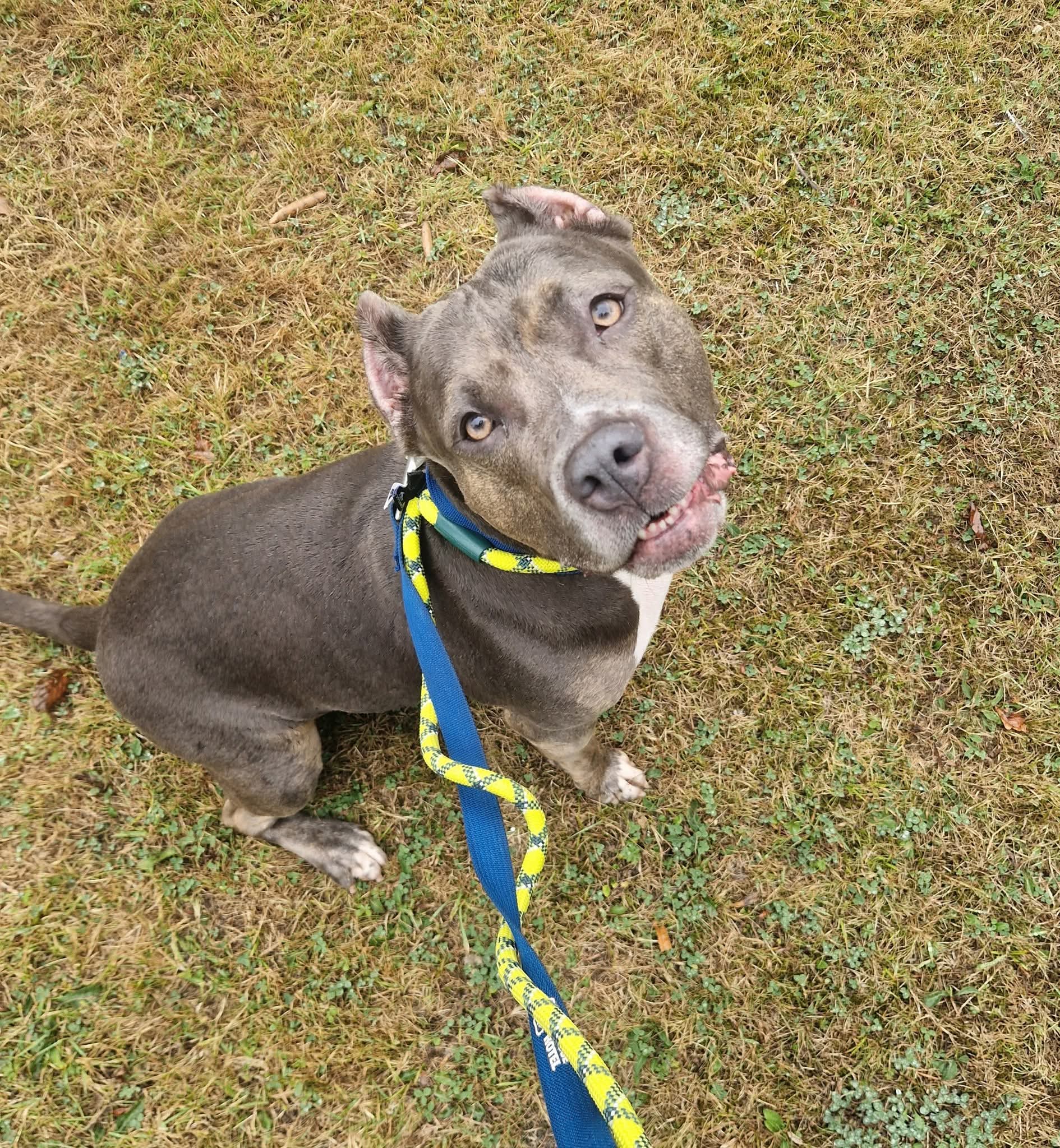 Portia – Cardiff Dogs Home