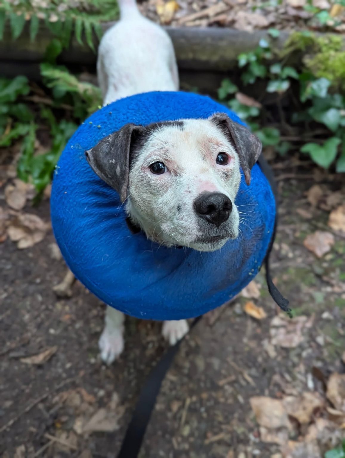 Bess – Cardiff Dogs Home