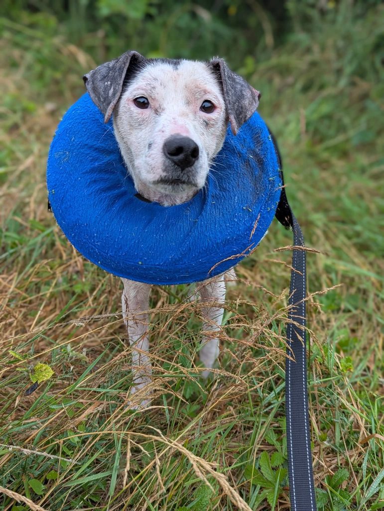 Bess – Cardiff Dogs Home