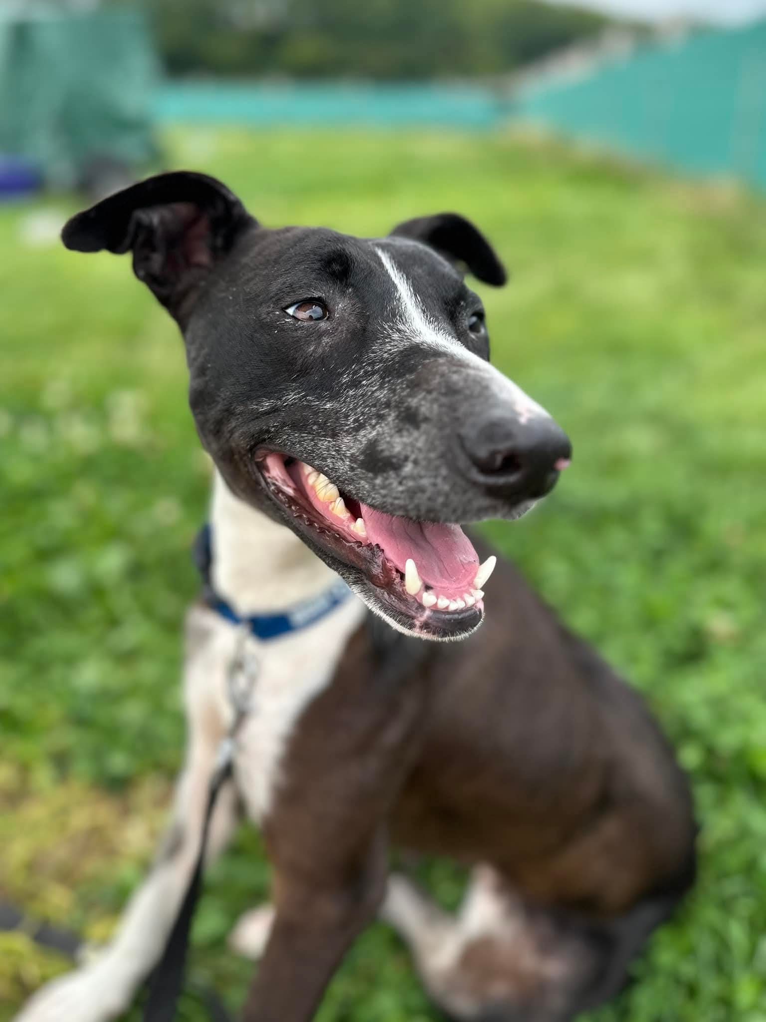 Frenchie – Cardiff Dogs Home