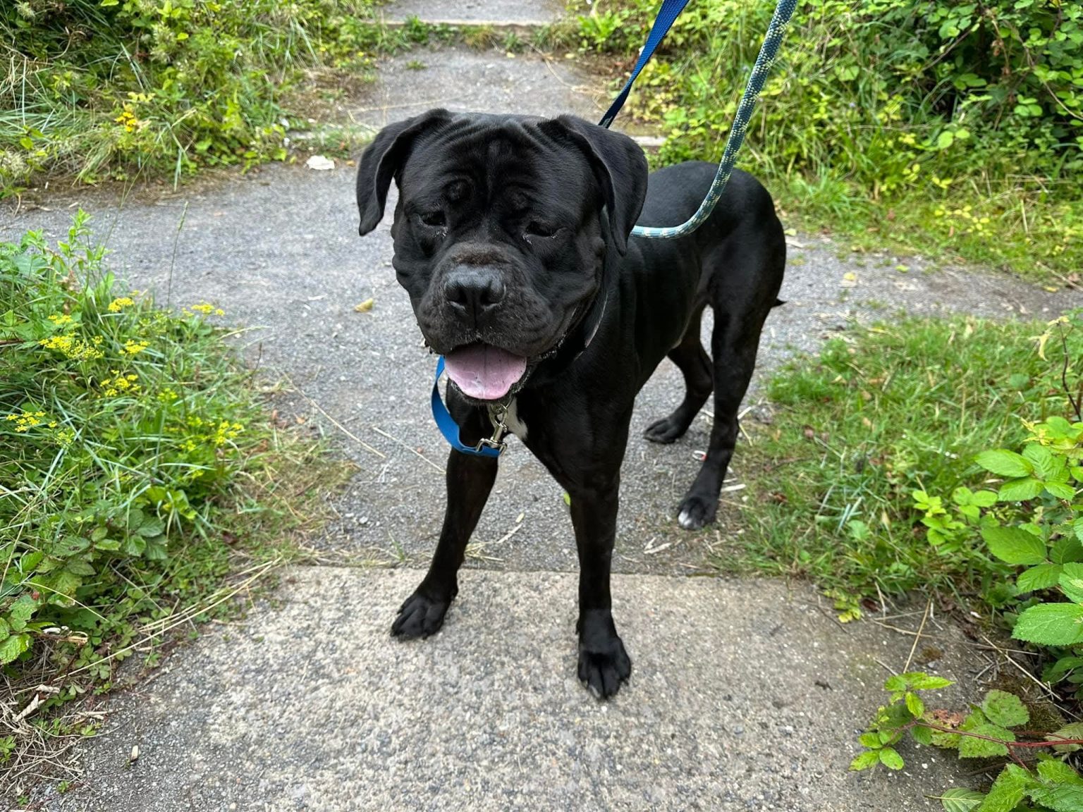 Dogs available for rehoming – Cardiff Dogs Home