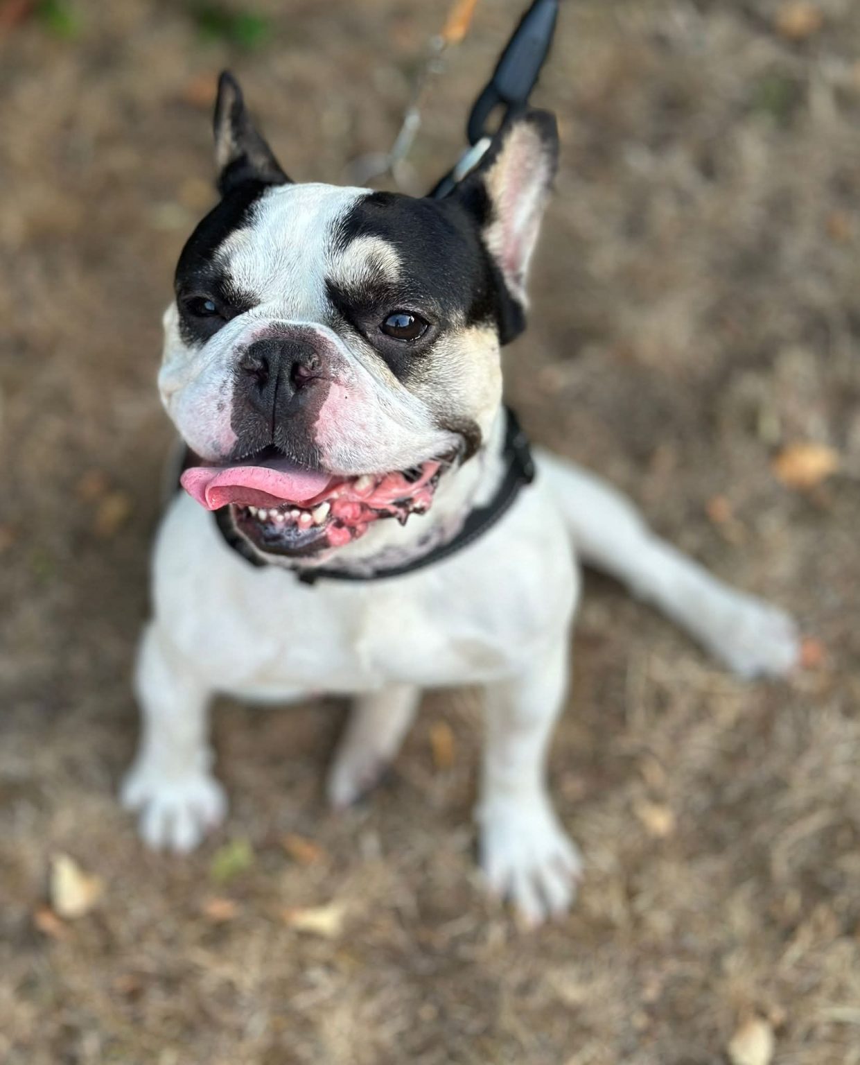 Rizzo – Cardiff Dogs Home