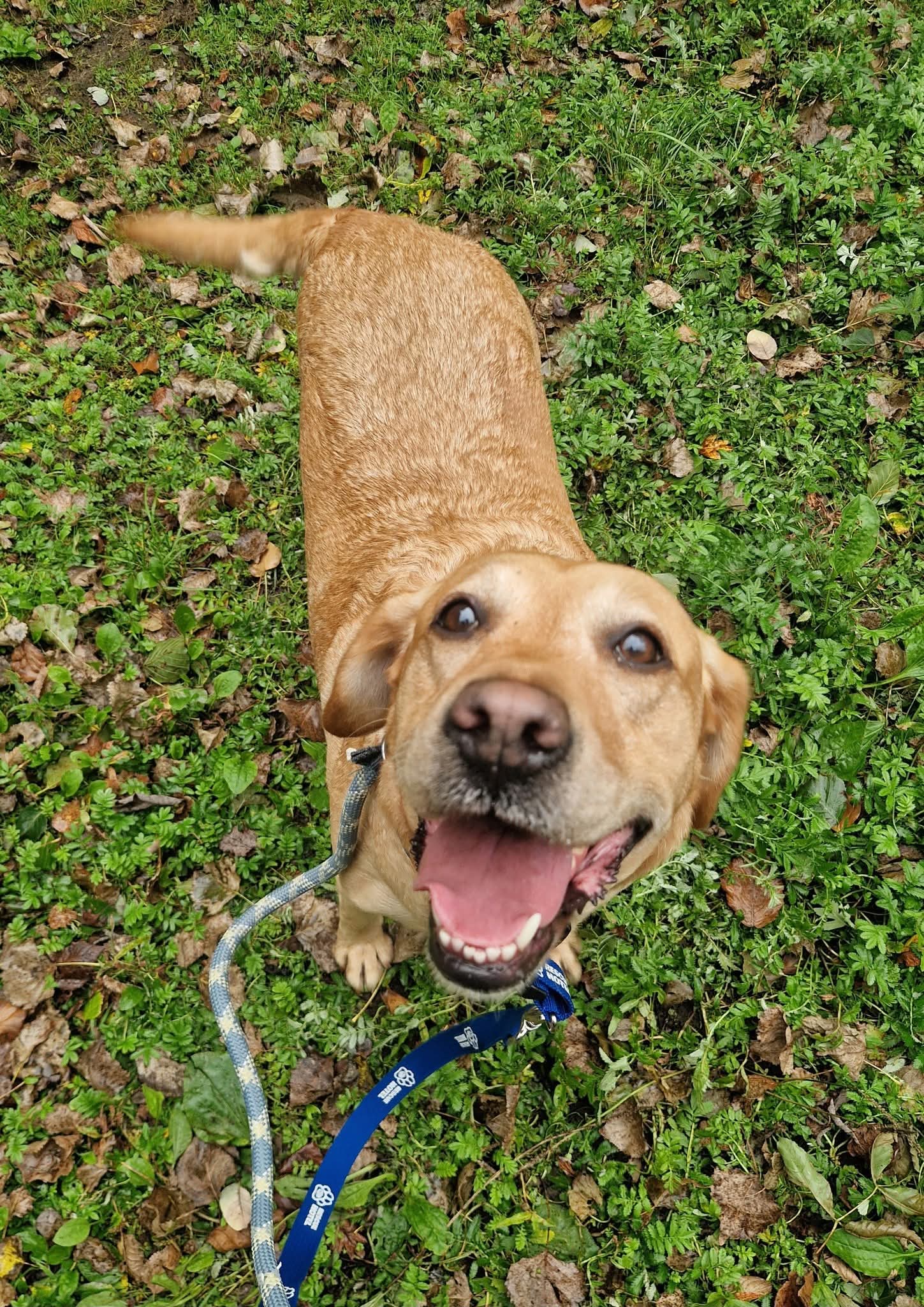 Tabitha – Cardiff Dogs Home