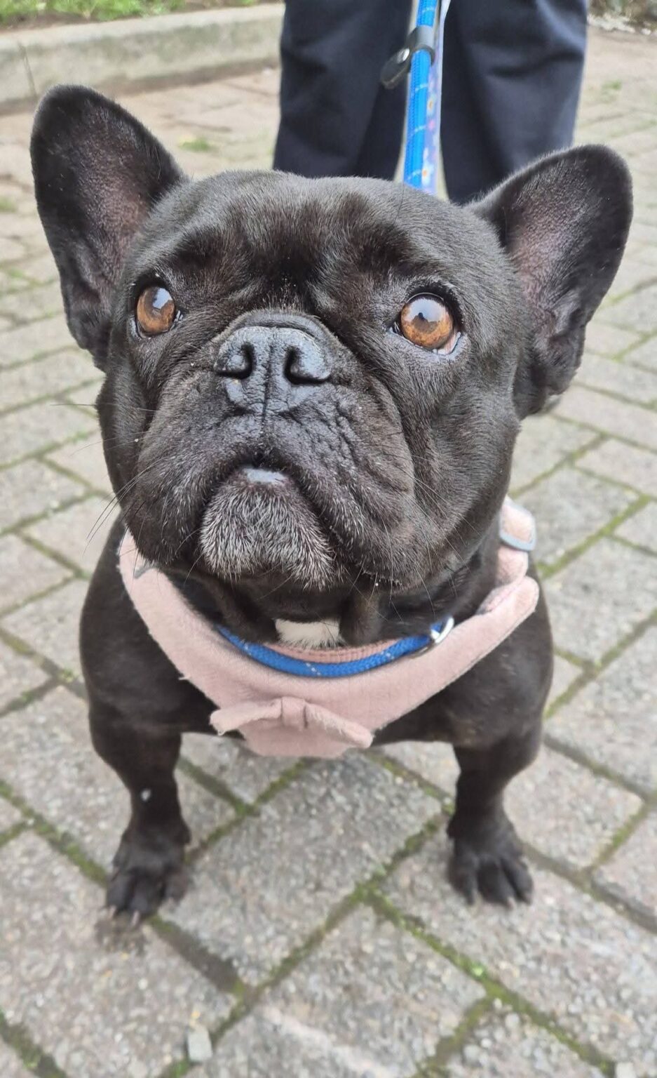 Crumpet – Cardiff Dogs Home