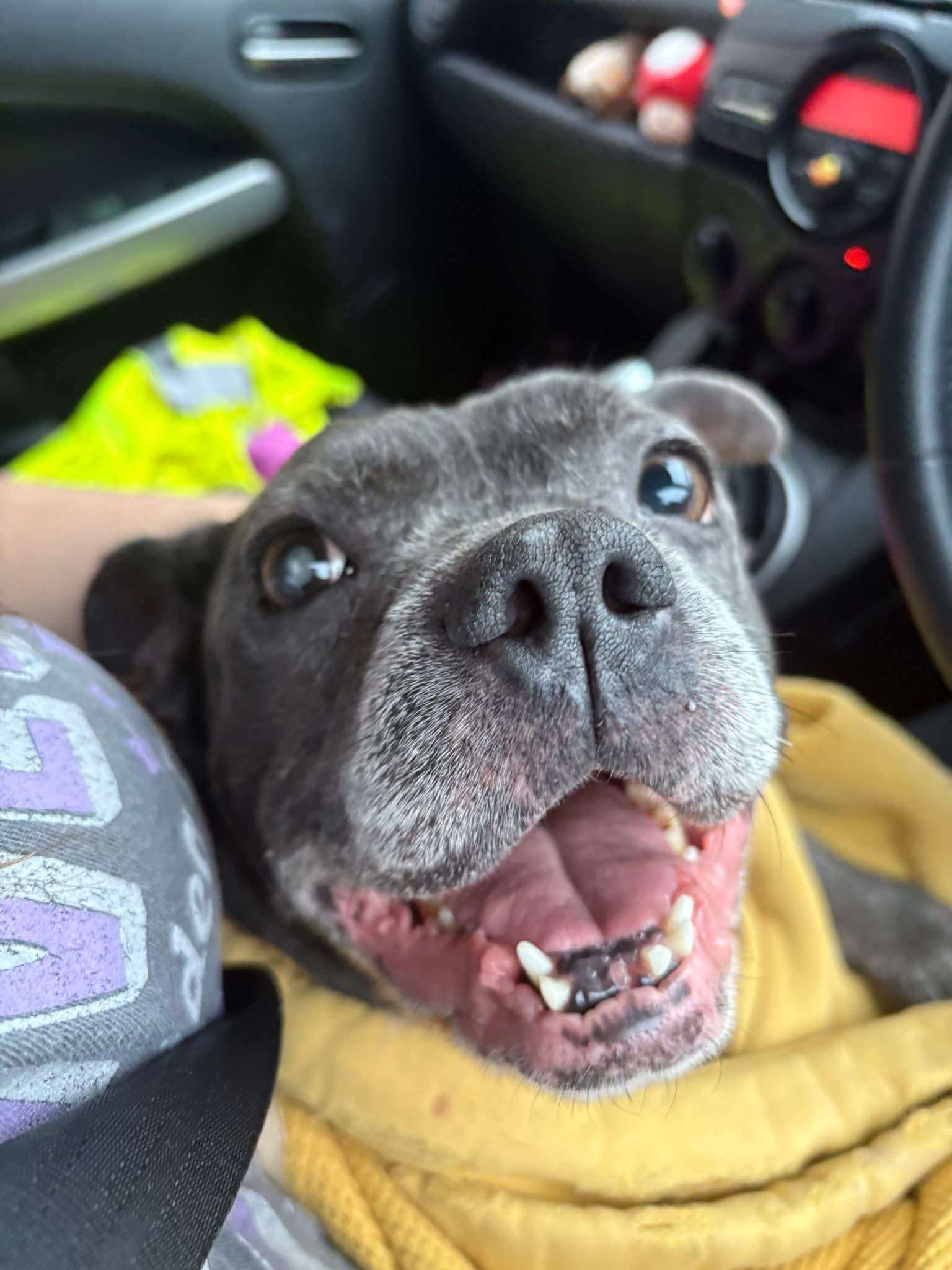 Penelope – Cardiff Dogs Home
