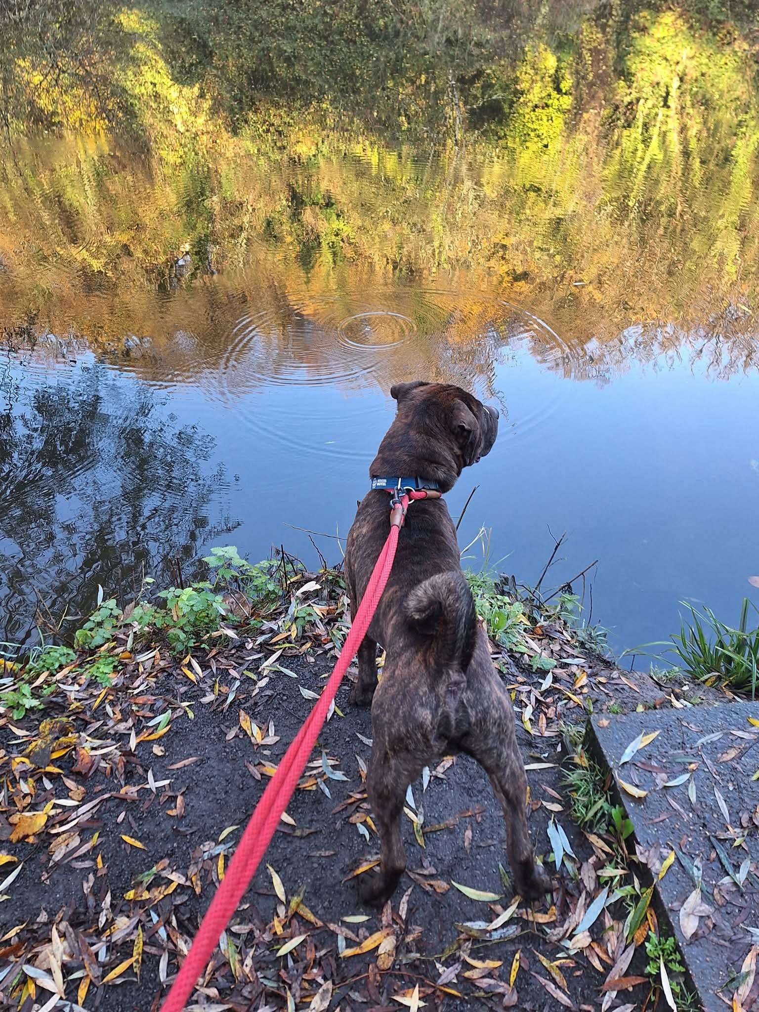 Smudge – Cardiff Dogs Home