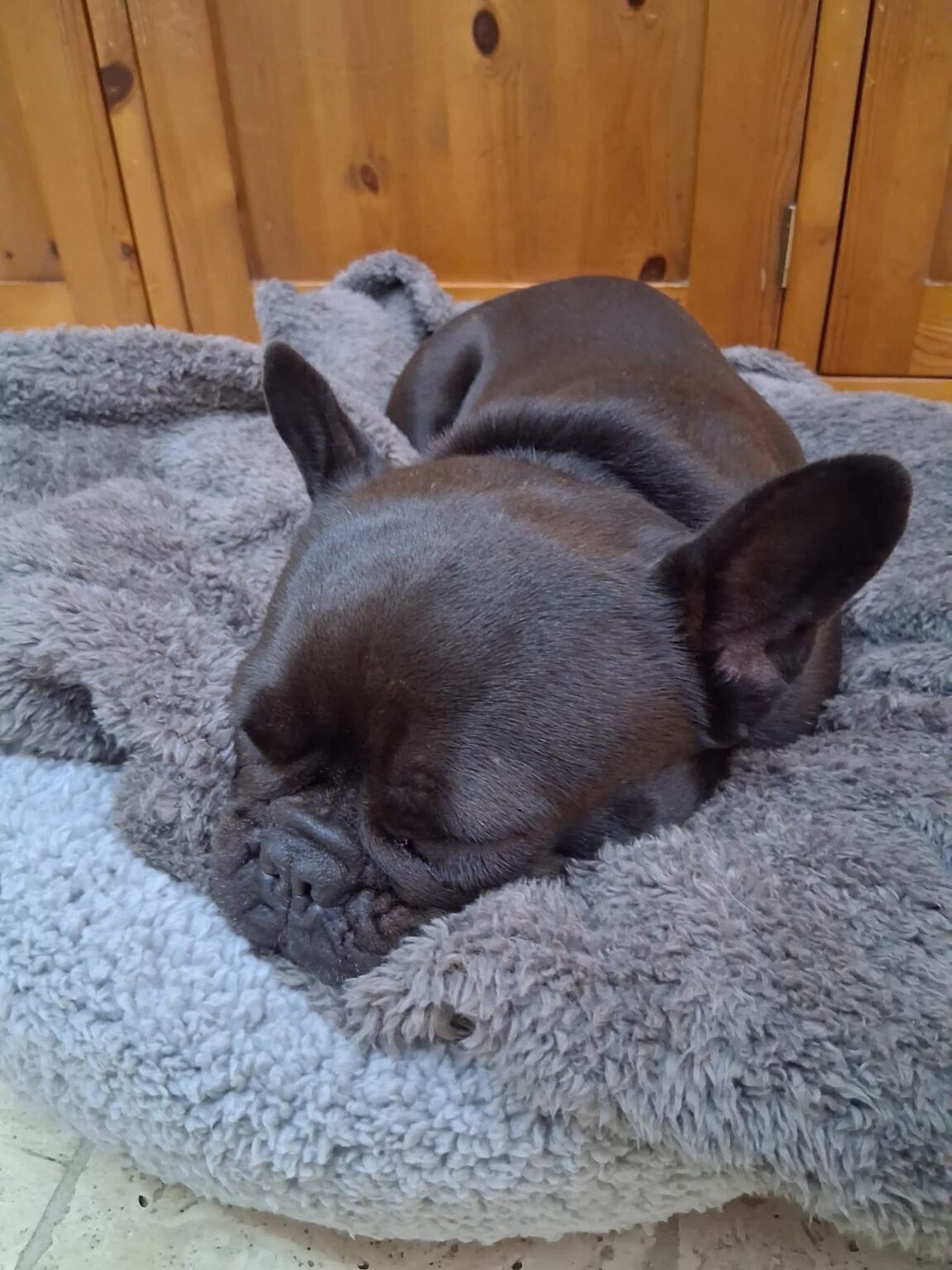 Crumpet – Cardiff Dogs Home
