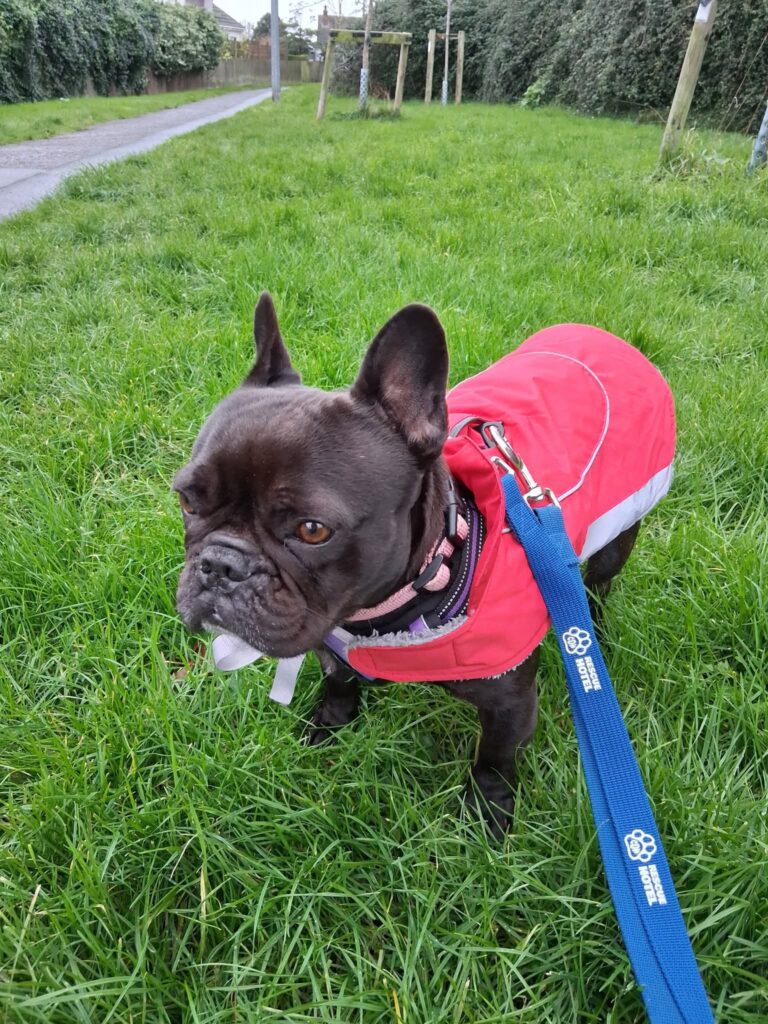Crumpet – Cardiff Dogs Home