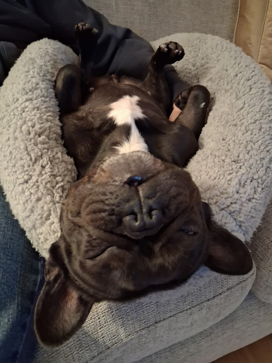 Crumpet – Cardiff Dogs Home
