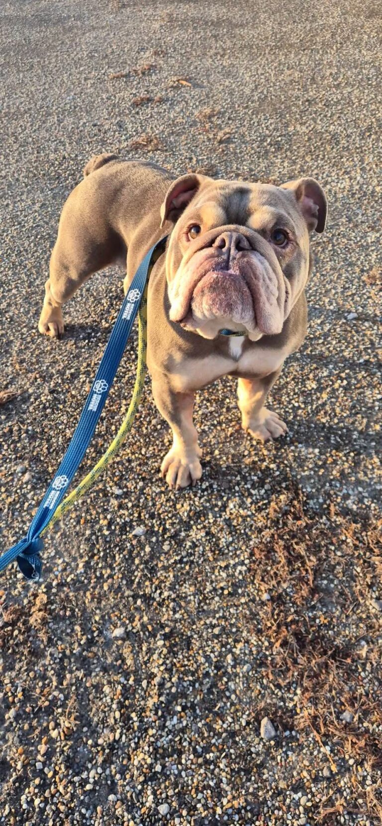 Kevin – Cartref Cŵn Caerdydd