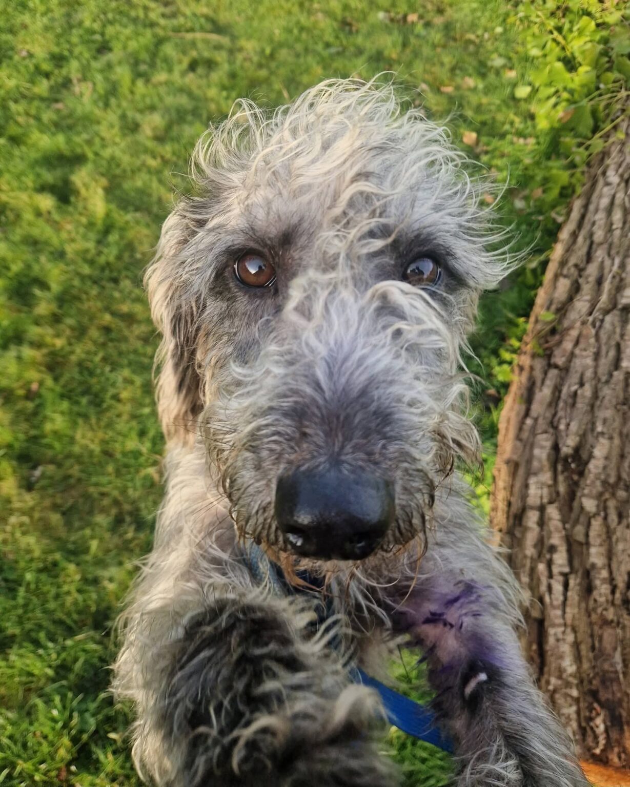 Ebenezer Scrooge – Cartref Cŵn Caerdydd