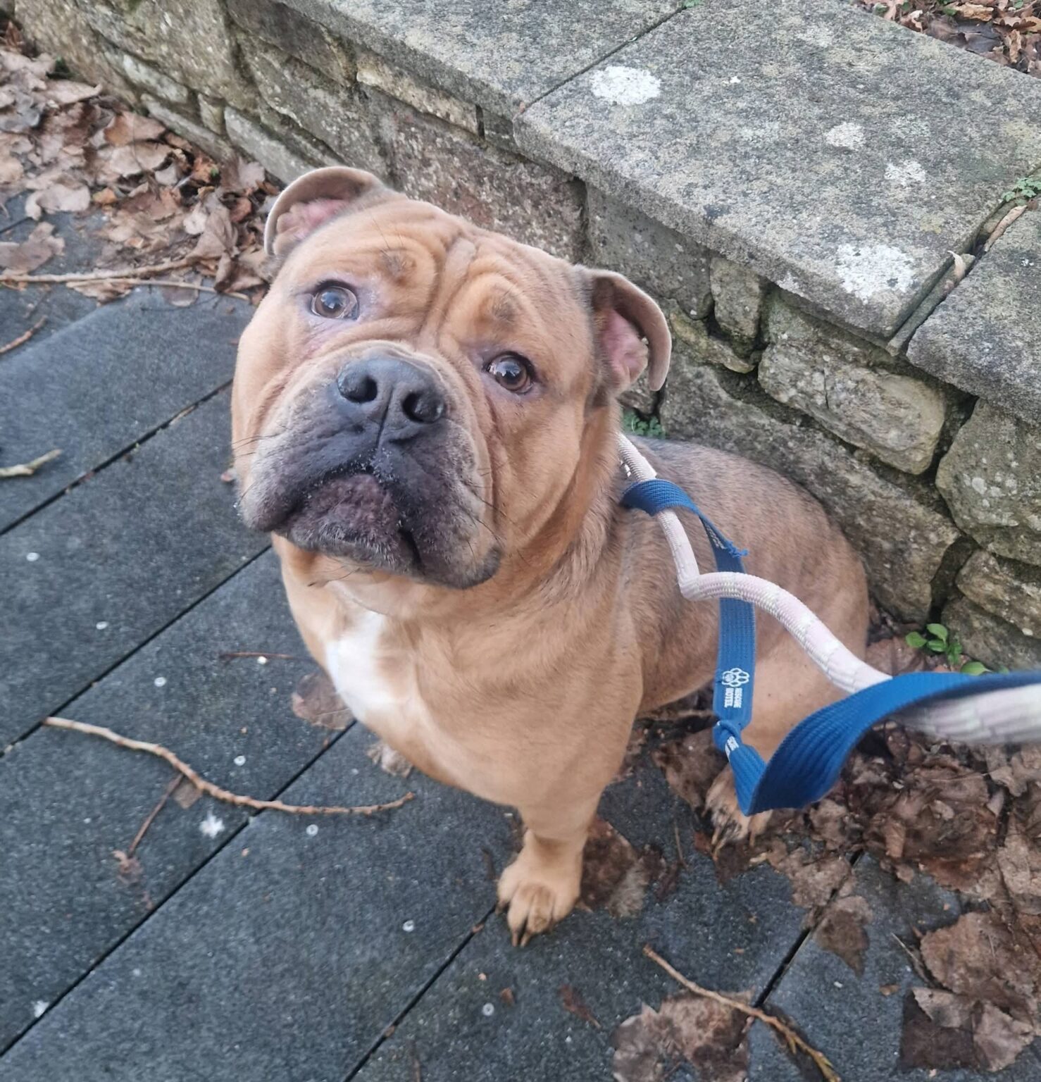 Ted – Cartref Cŵn Caerdydd