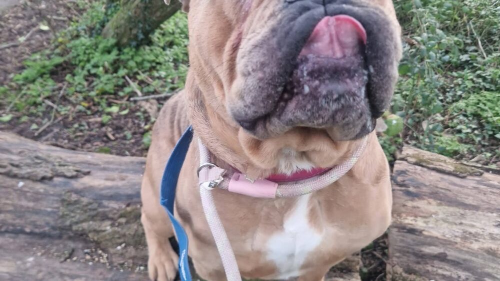 Ted – Cartref Cŵn Caerdydd