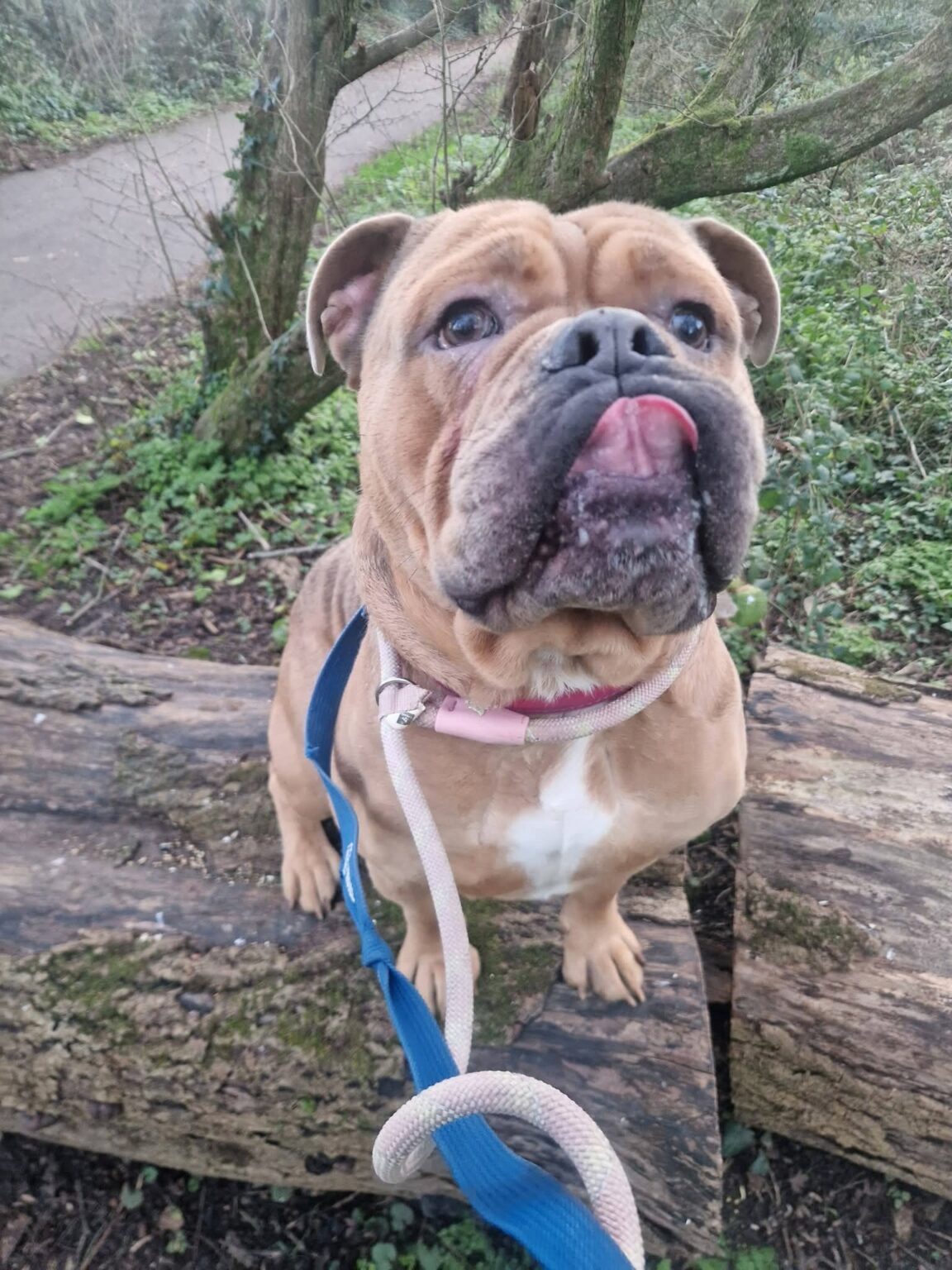 Ted – Cartref Cŵn Caerdydd