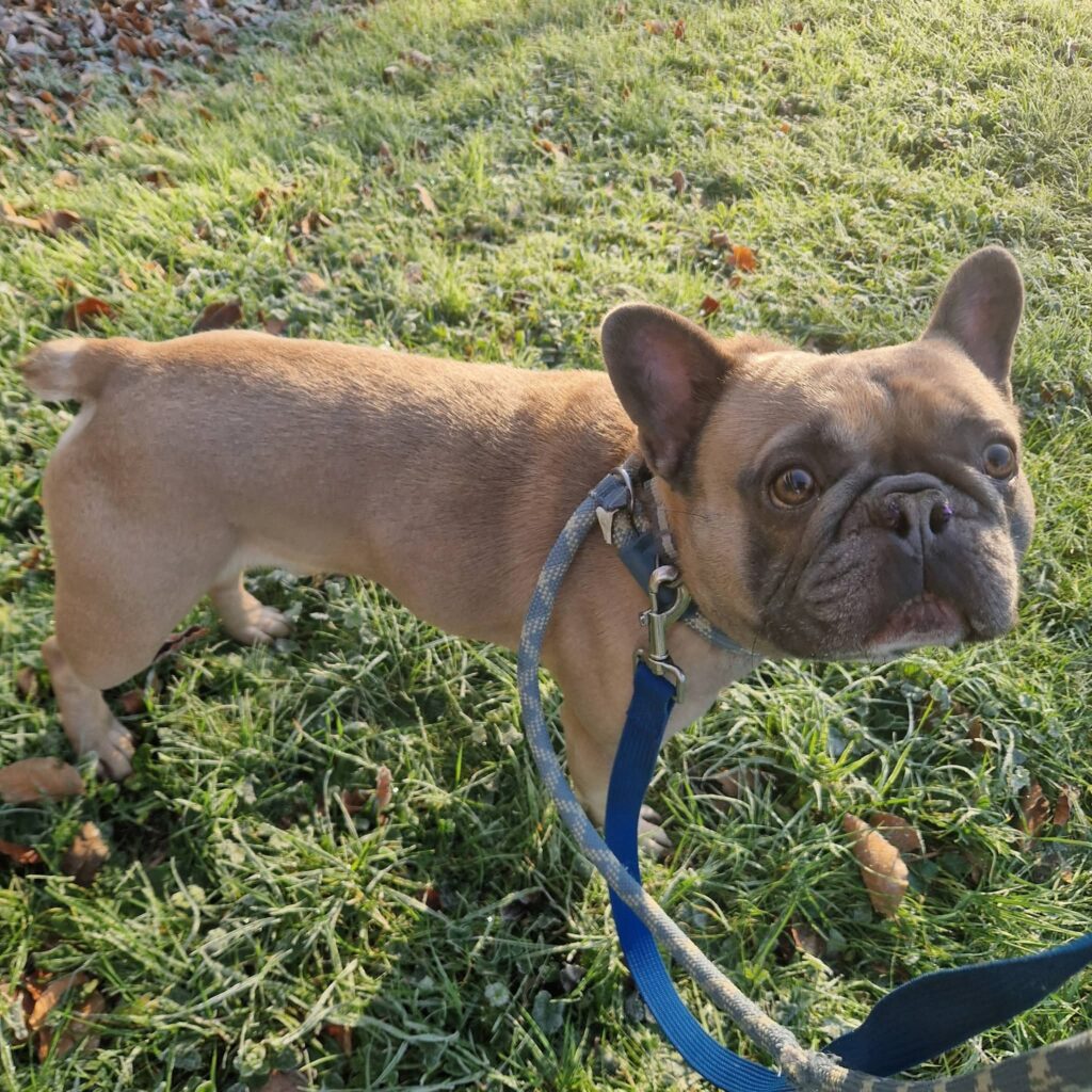 Rocky – Cartref Cŵn Caerdydd