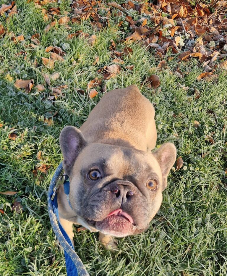 Rocky – Cartref Cŵn Caerdydd