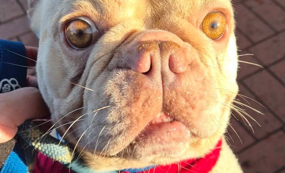 Acorn – Cartref Cŵn Caerdydd