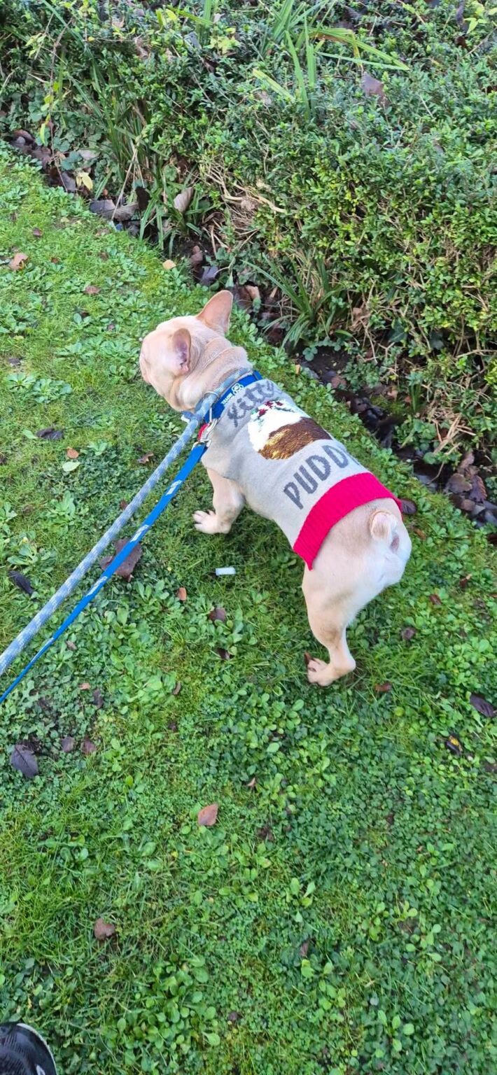 Acorn – Cartref Cŵn Caerdydd