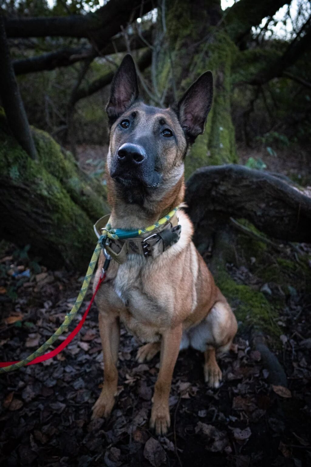 Mr Red – Cartref Cŵn Caerdydd