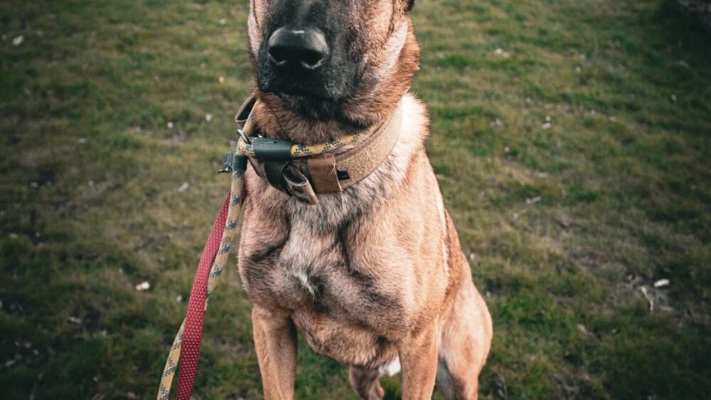 Mr Red – Cardiff Dogs Home