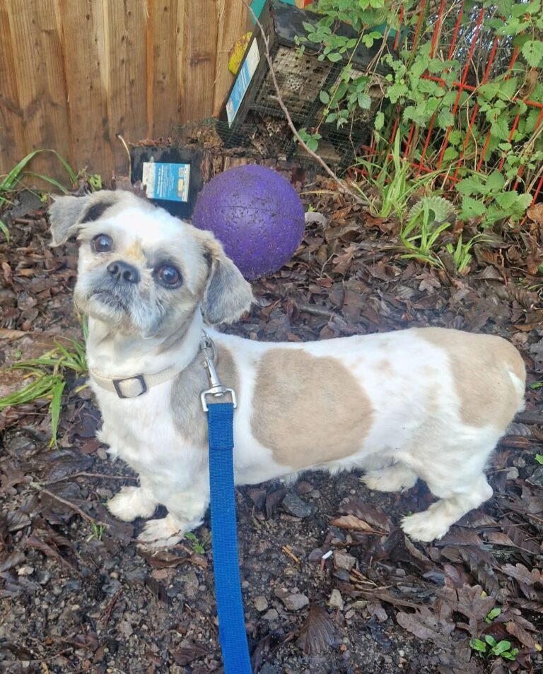 Sam – Cardiff Dogs Home