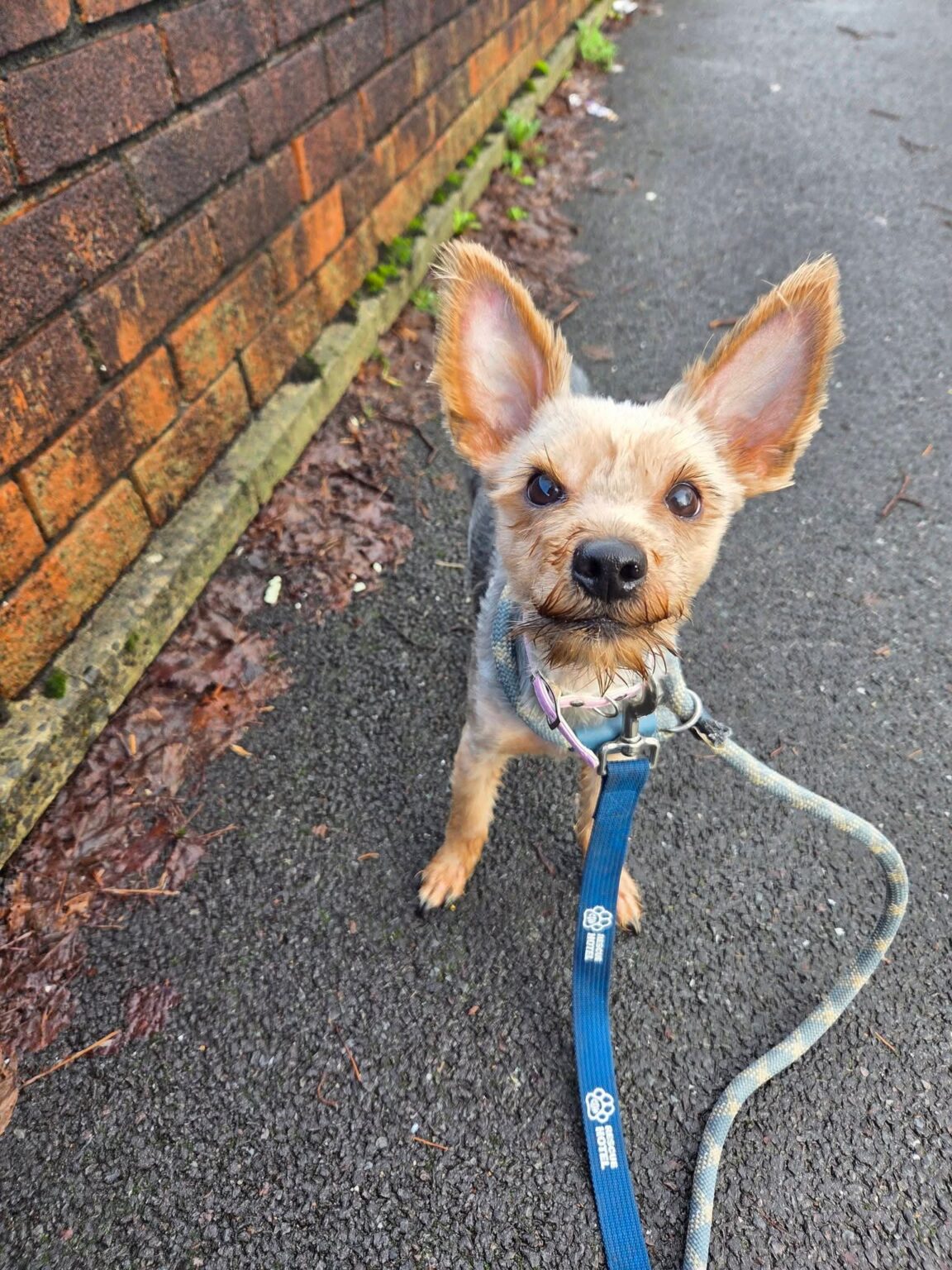 Rufio – Cardiff Dogs Home