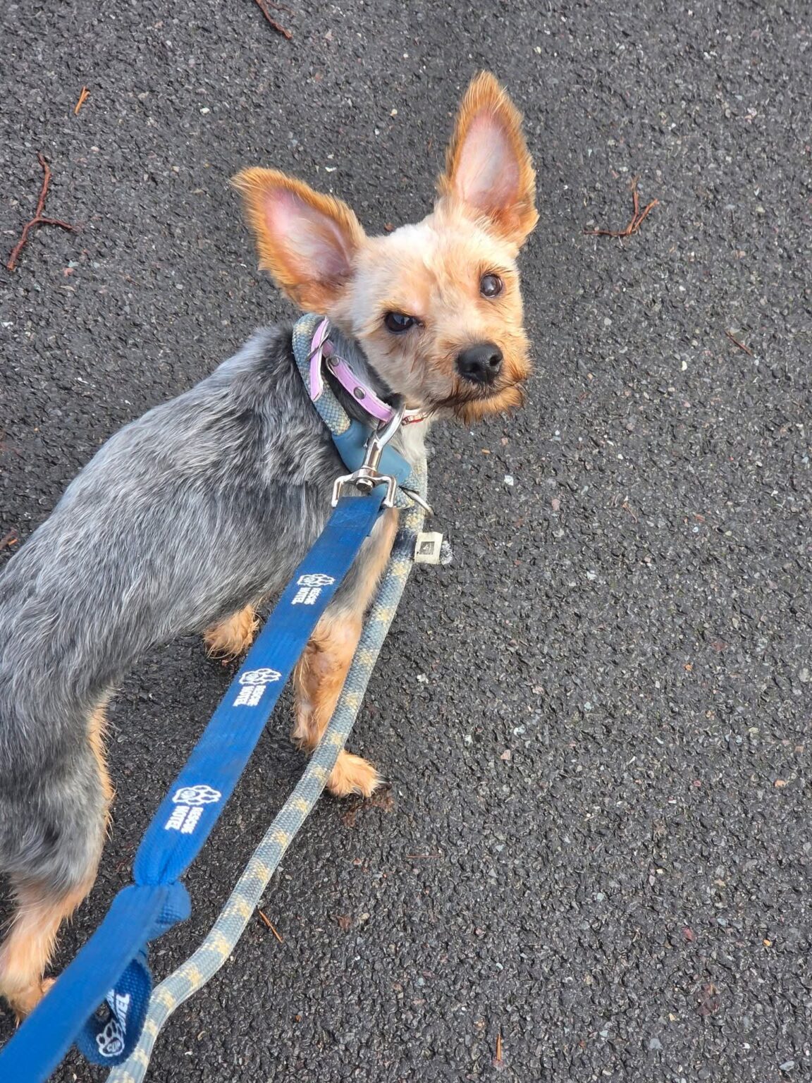 Rufio – Cardiff Dogs Home