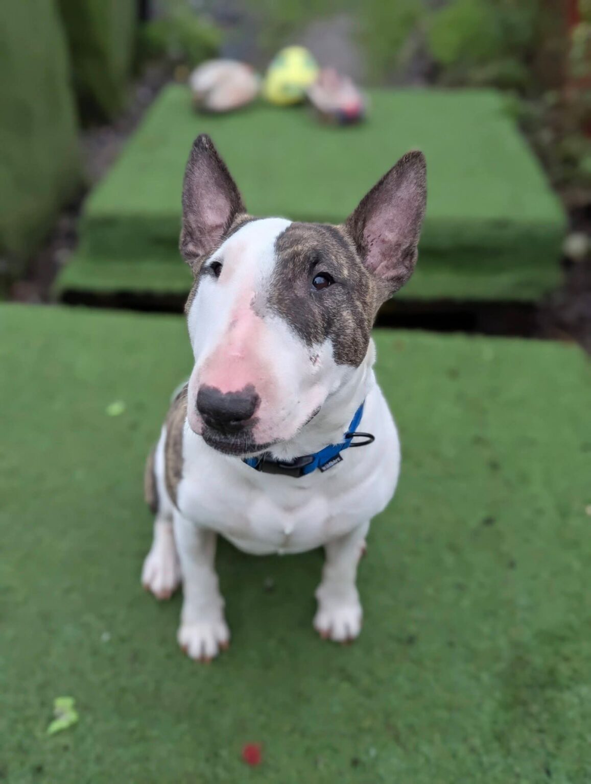 Queenie – Cardiff Dogs Home